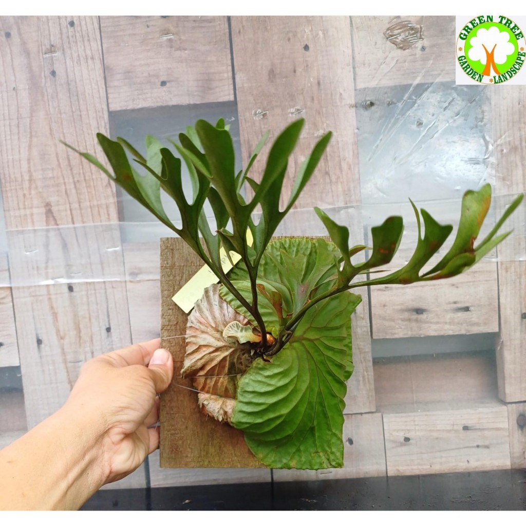 Indoor Live Plants-Platycerium Grande 80mm 巨兽鹿角蕨 / Staghorn Fern ...