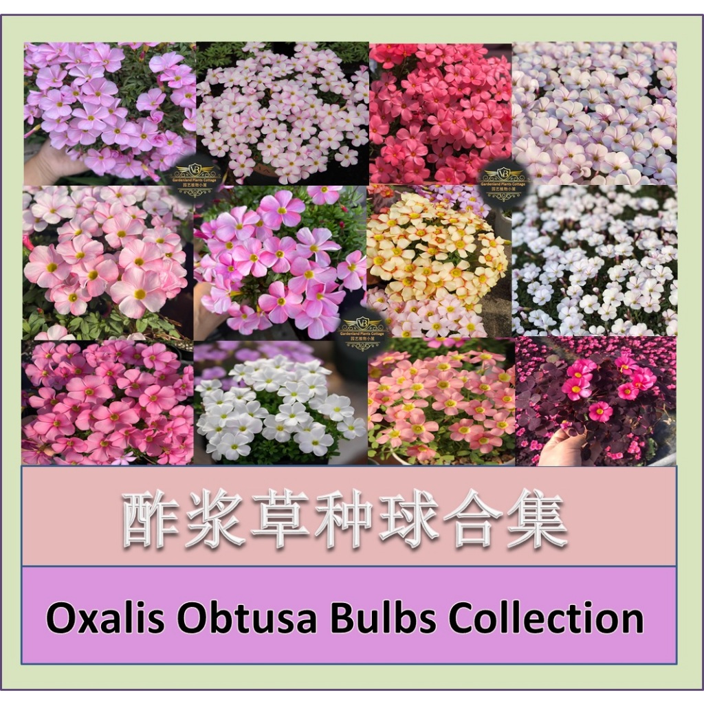 【Ready Stock/现货】Oxalis Obtusa Bulbs Collection 酢浆草种球合集 | Shopee Malaysia