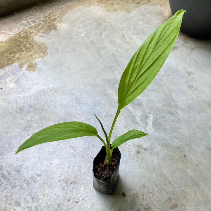Temu pauh (anak pokok saiz 1 kaki) | Shopee Malaysia