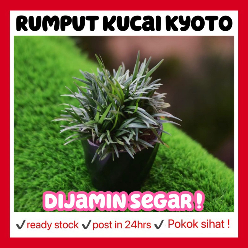 RINA • rumput kucai kyoto dwarf • Ophiopogon japonicus dwarf lilyturf ...