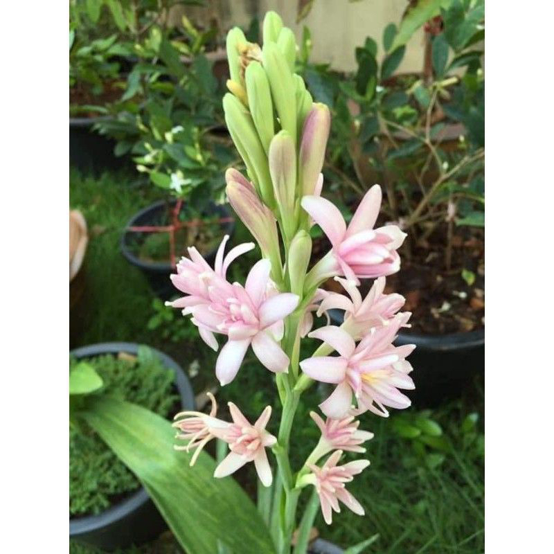 Bunga Harum Sundal Malam ( warna PINK )@ Tuberose bawang / bulb sahaja ...