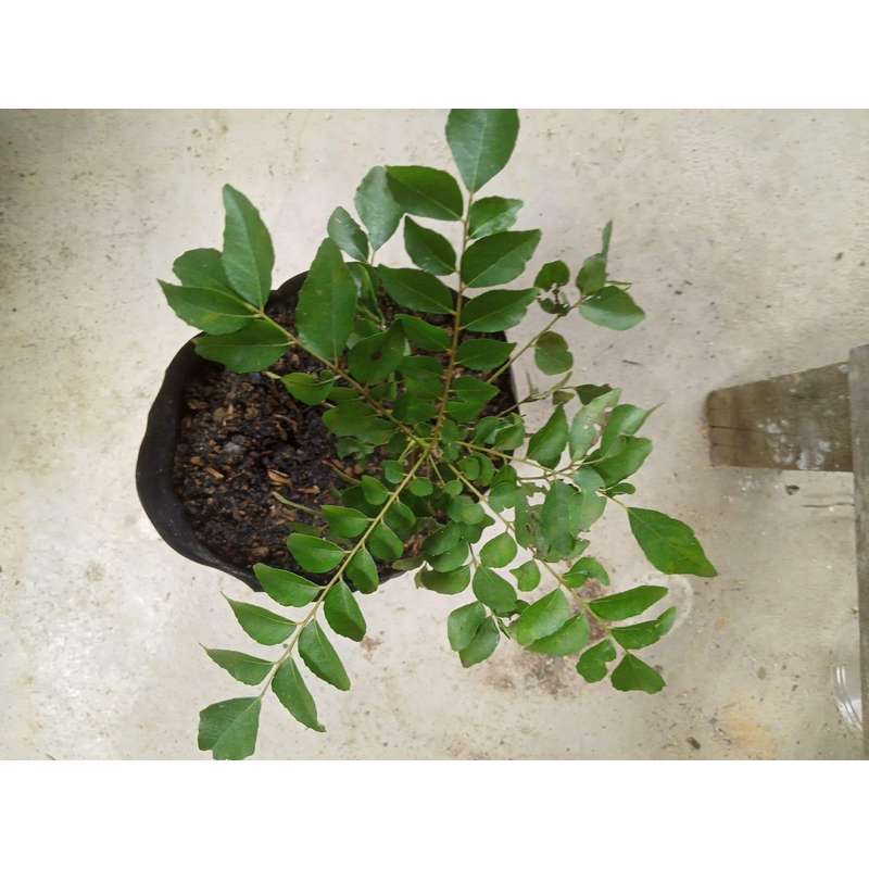 Pokok Kari Subur/Anak Pokok Daun Kari | Shopee Malaysia
