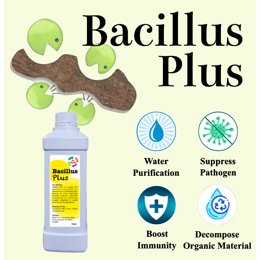Bacillus Plus Aquaculture and Aquarium Beneficial Bacteria Water ...