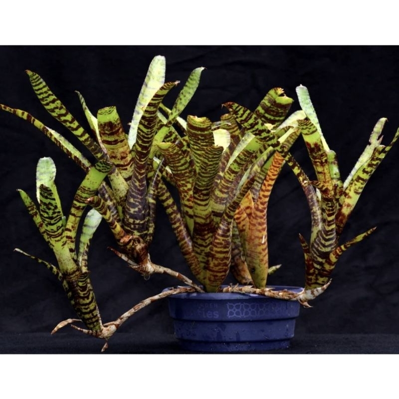Bromeliad Neoregelia Tiger Cub (Mini) | Shopee Malaysia