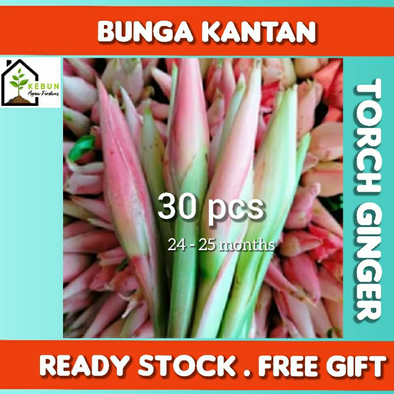BIJI BENIH BUNGA KANTAN TORCH GINGER SEED 30pcs | Shopee Malaysia