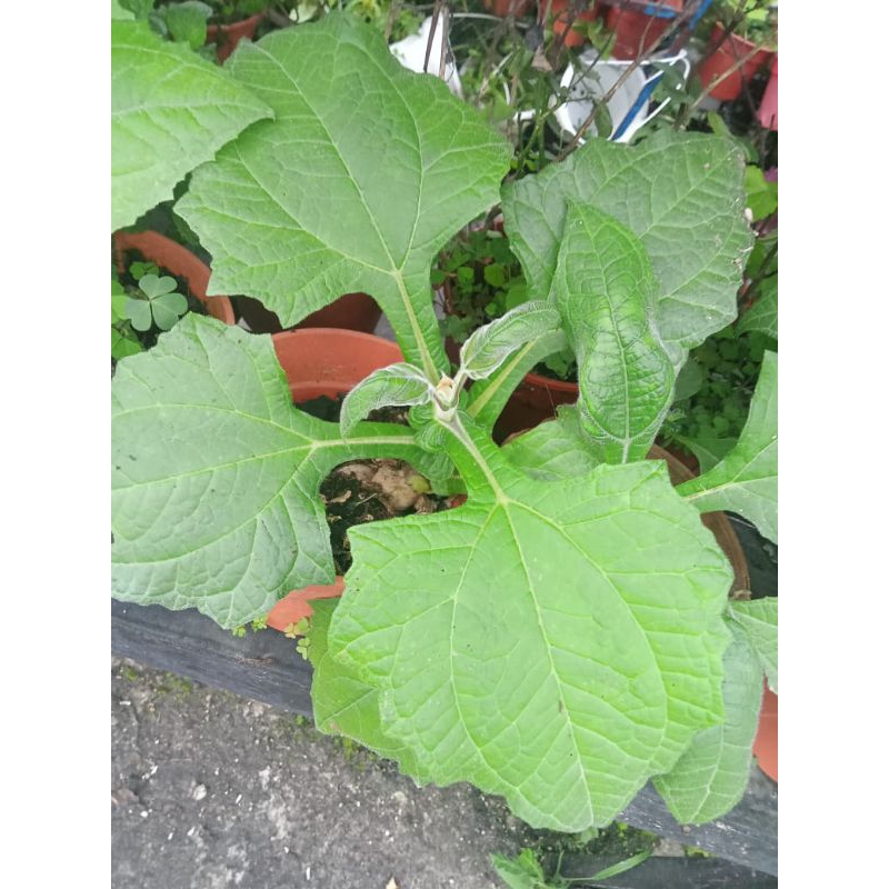 Anak Pokok Yakon Readystock (BELIAN BERASINGAN DENGAN ITEM LAIN DIDALAM ...