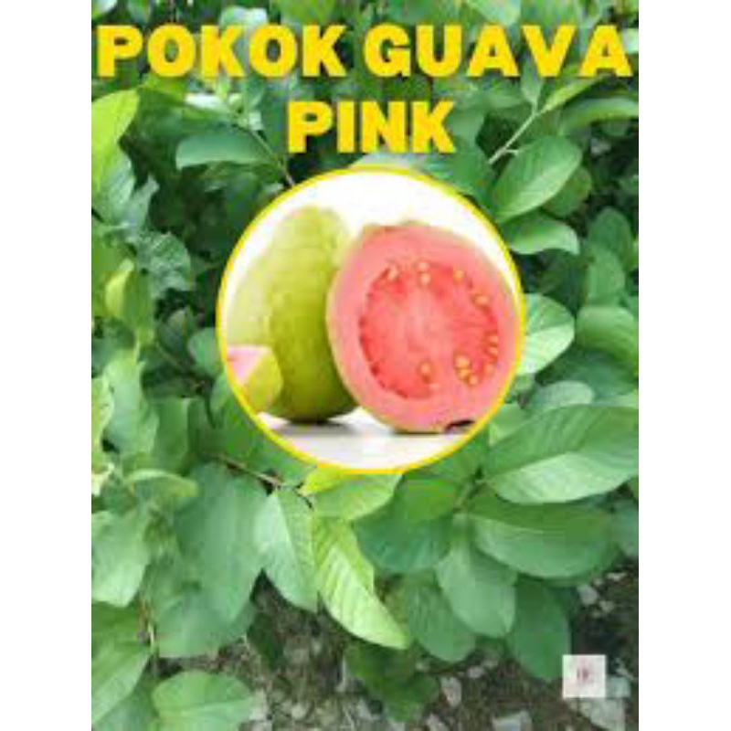 Jambu Pink Guava Merah(Pokok tut) | Shopee Malaysia