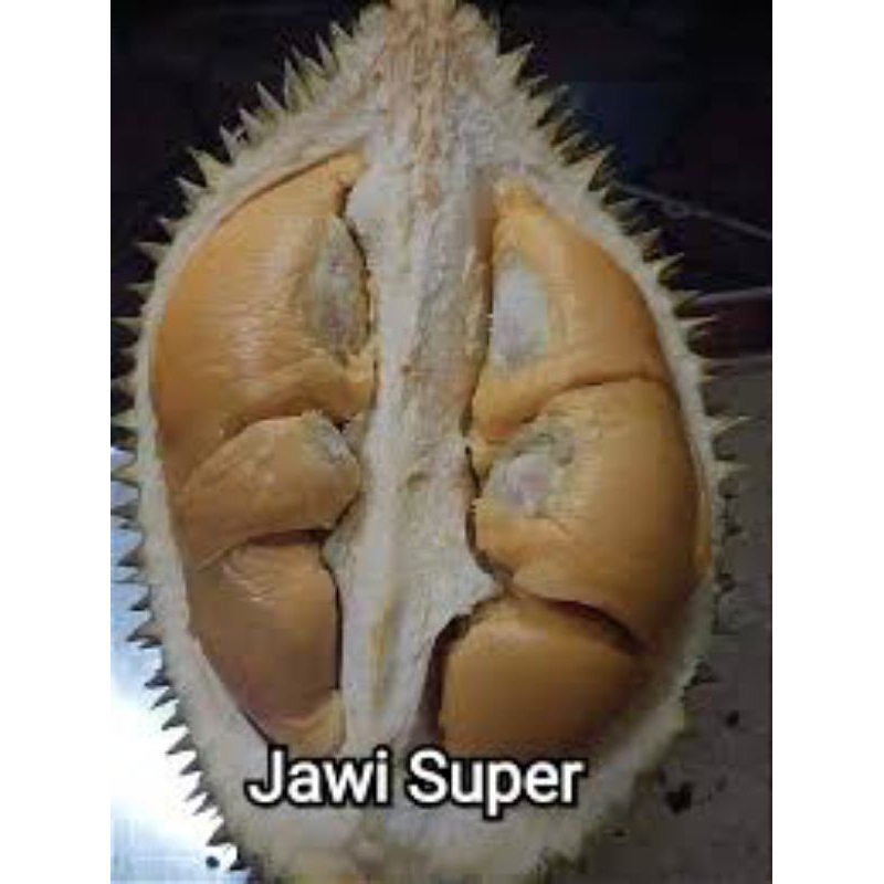 Klon Rare Durian Jawi Super | Shopee Malaysia