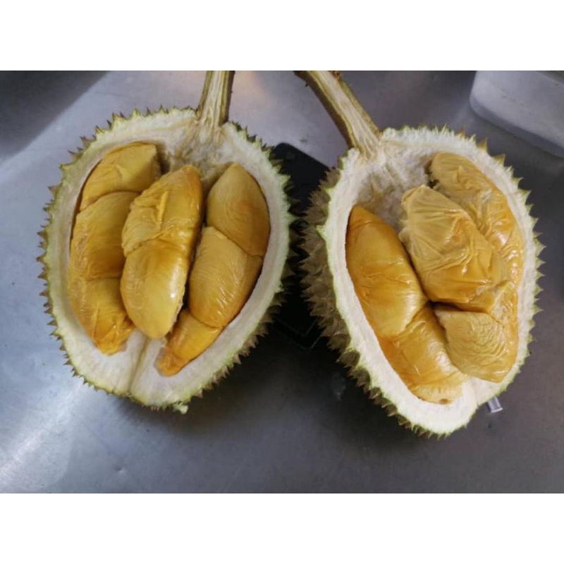 Durian Klon D13(AnakPokok) | Shopee Malaysia
