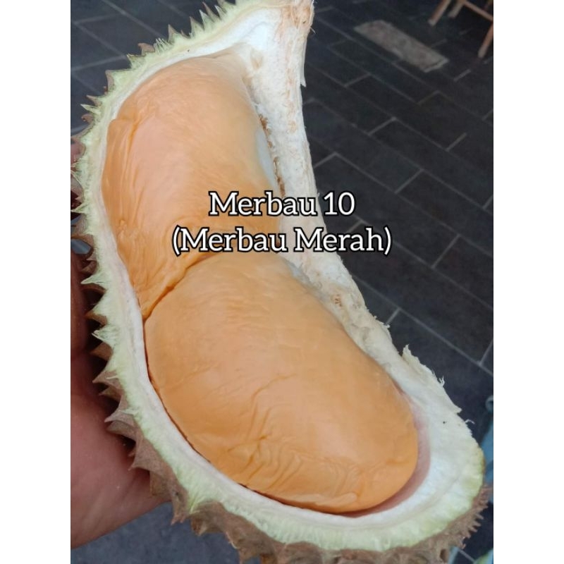 ANAK POKOK MERBAU 10 (MERBAU MERAH) | Shopee Malaysia