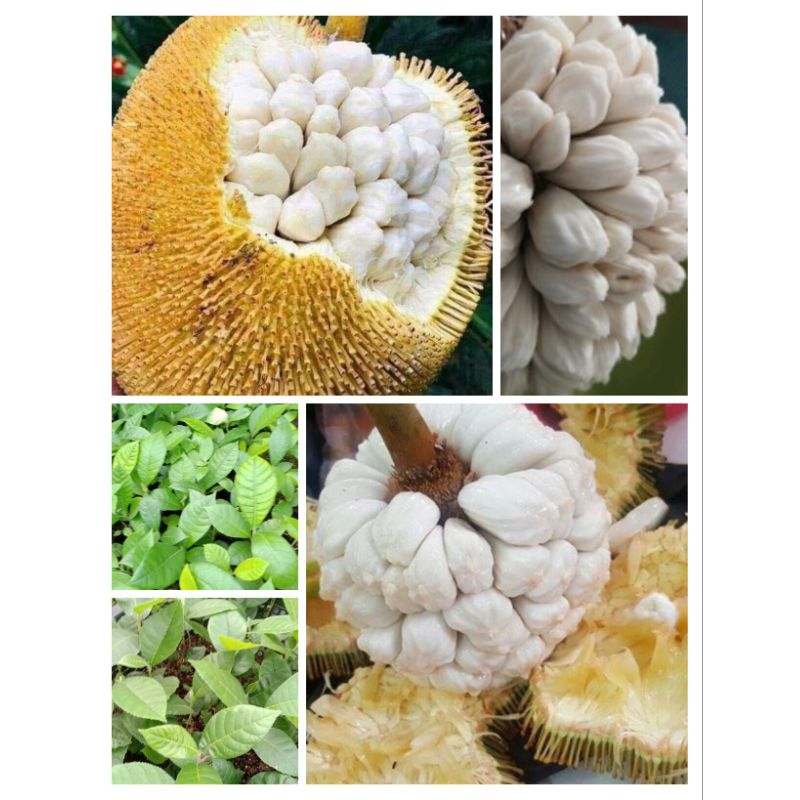 KKB Artocarpus odoratissimus, Tarap, Marang, Terap, Lumuk, Timadang ...