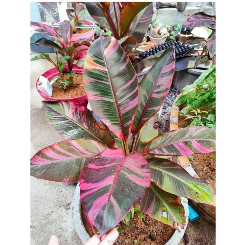 KKB Variegated Banana Musa Nono, Pisang Musa Nono Batik | Shopee Malaysia