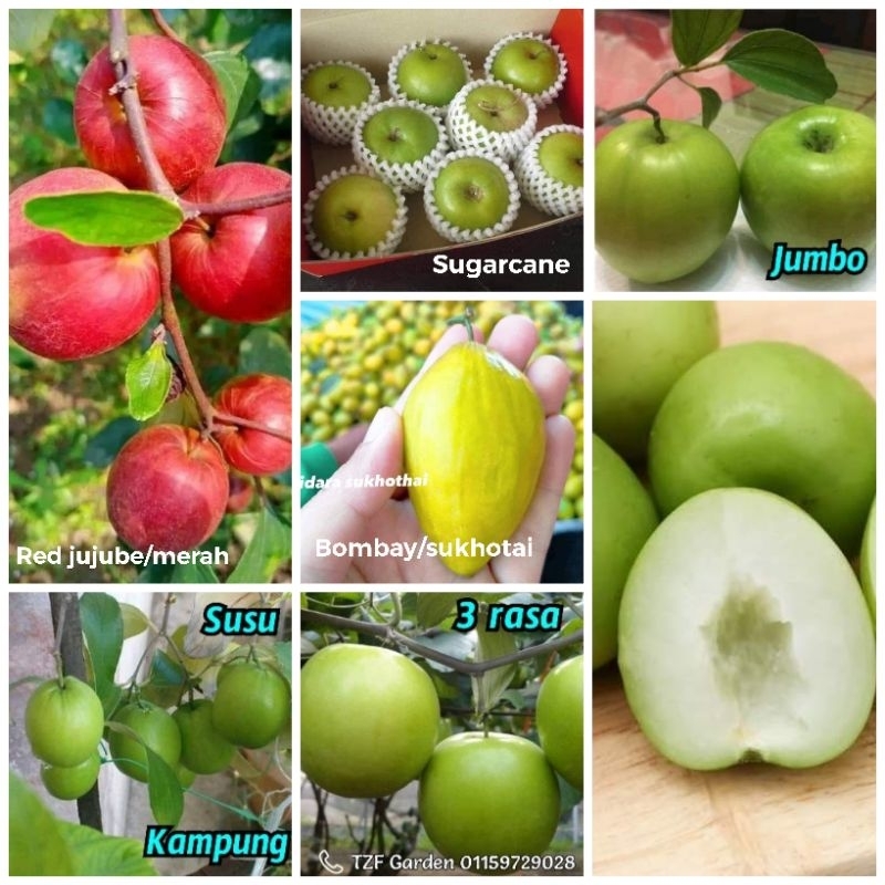 Pokok Buah Bidara Jujube Epal Vietnam Kampung Jumbo Sugar cane susu 3 ...