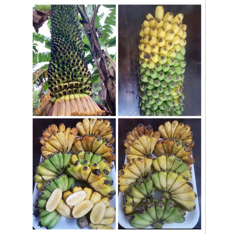 KKB Musa Thousand Fingers Banana Plants, Pokok Pisang Seribu Jari ...