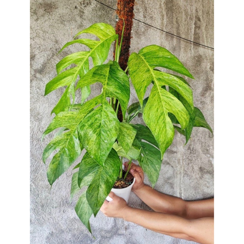 nurseriedora~ epiprenum pinnatum mint rare plant ( epv mint ) | Shopee ...