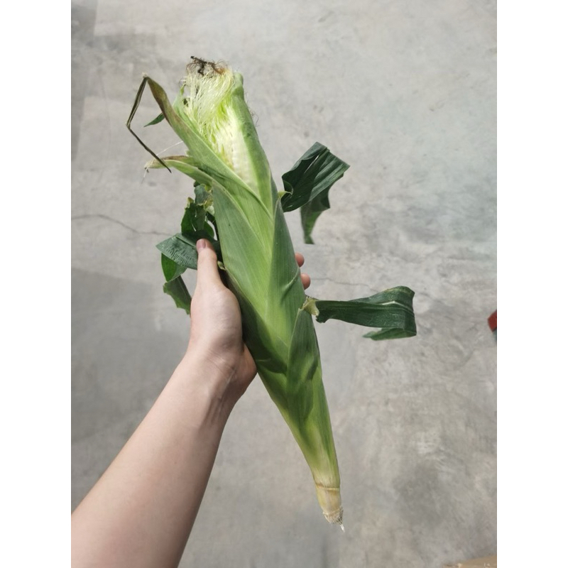 [CAMERON HIGHLANDS] WHITE SWEET CORN / JAGUNG MANIS SUSU (ONLY ...