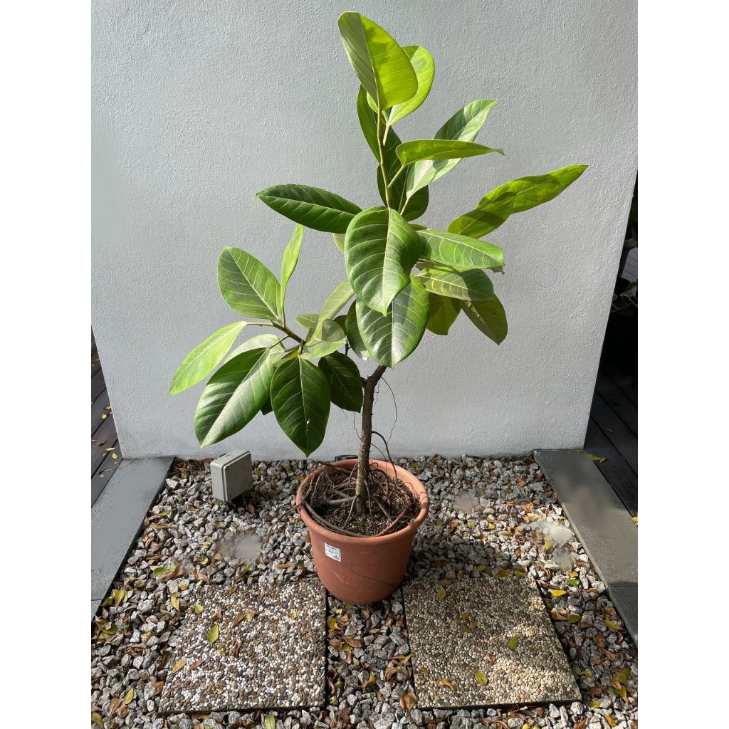 Ficus Elastica Lemon Lime [ LIVE Indoor Plant ] [ Pot Included ...