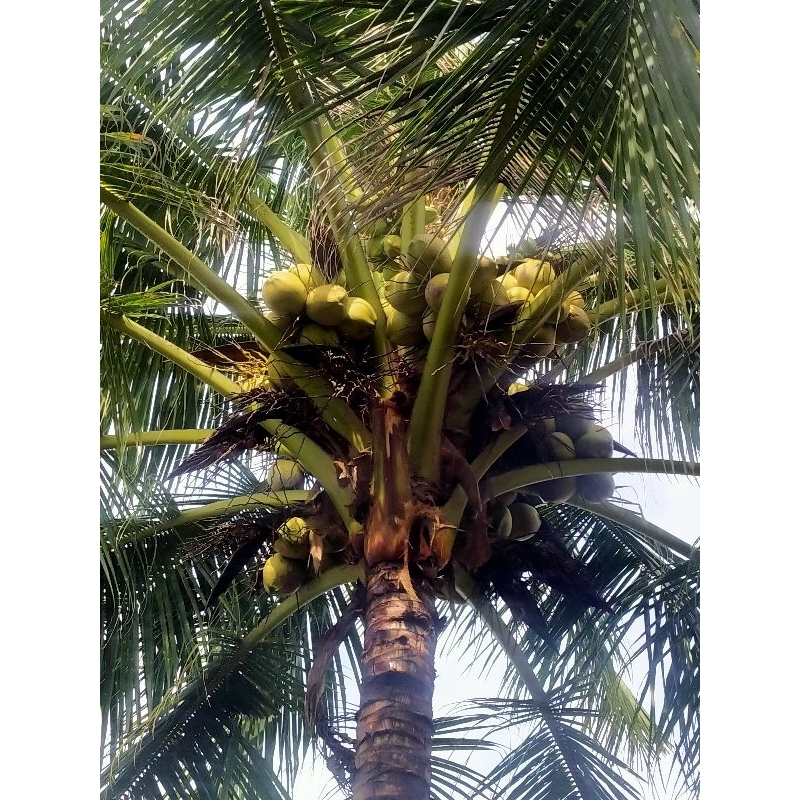 🔥🔥🔥Benih Pokok Kelapa/Buah Rendang & Padat | Shopee Malaysia