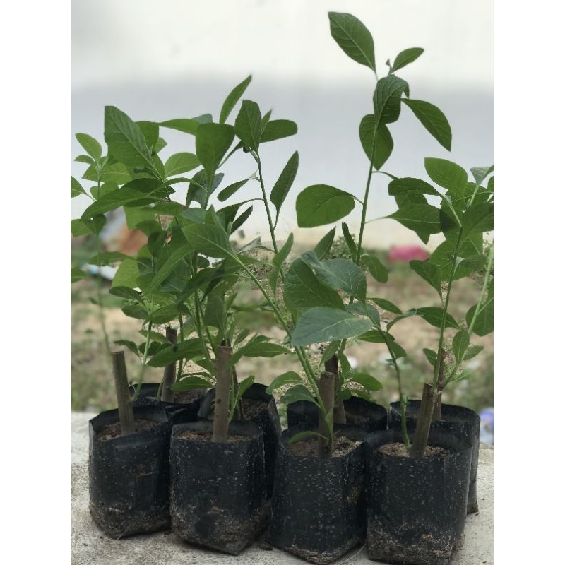 5 Keratan Pokok Ketum Cina/Bismillah | Shopee Malaysia