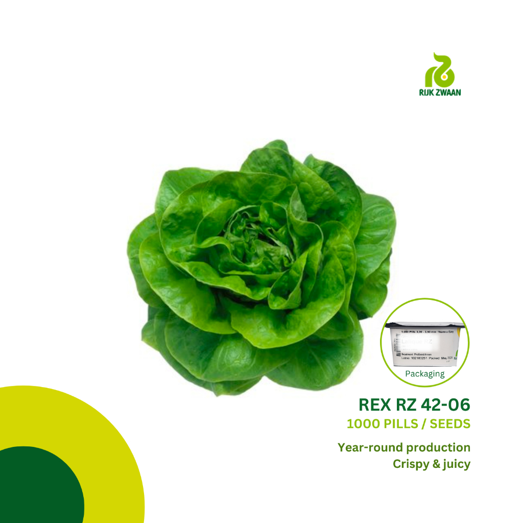 Rijk Zwaan REX RZ (42-06) Biji Benih Salad Butterhead | Lettuce ...