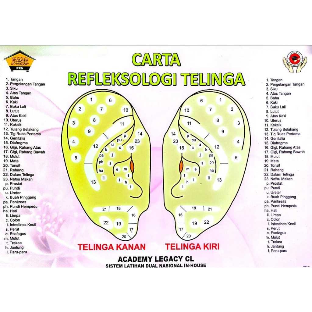 Poster Refleksologi Telinga A3 | Shopee Malaysia