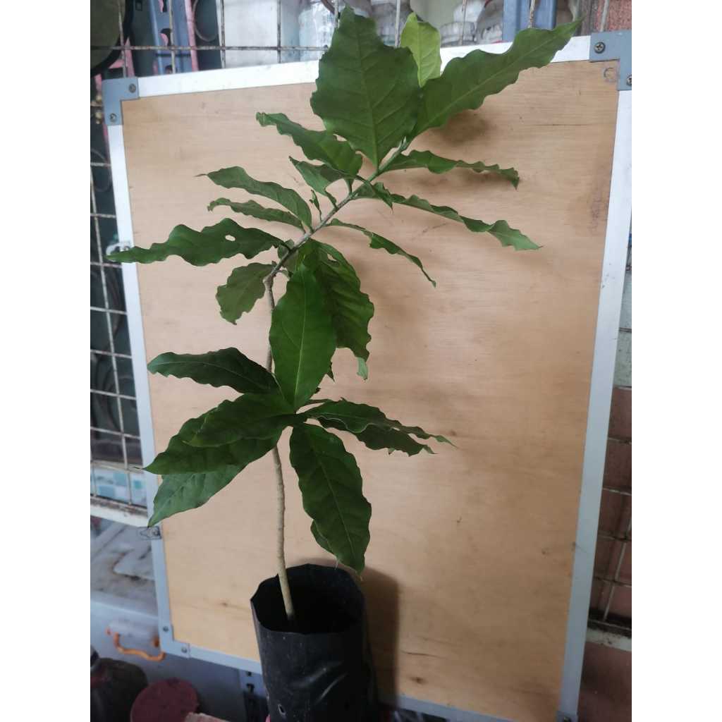 Pokok buah Mentega kacang/peanut butter @ kacang Amazon, pokok stabil ...