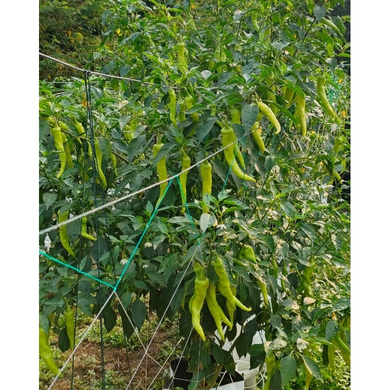 Lada Solok Fresh Gred A / Lada Hijau / Cili Hijau / Cili Kelantan ...