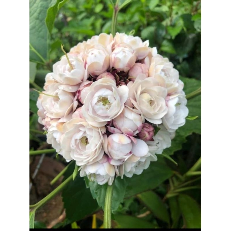 Anak Pokok Melur Jawa | Shopee Malaysia