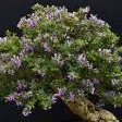 Happi Go Purple Vietnamese Bonsai Blue Bell 越南凌珊（小叶） | Shopee Malaysia