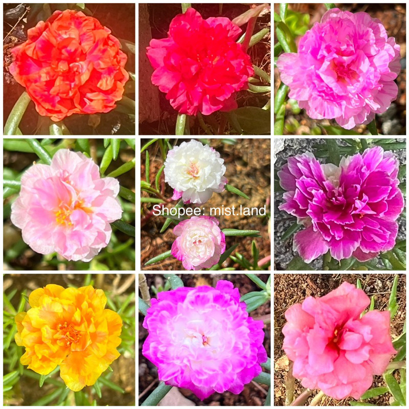 [Lebih 30 Jenis ID Ros Jepun] Ros Jepun / Bunga Kembang Sepuluh ...