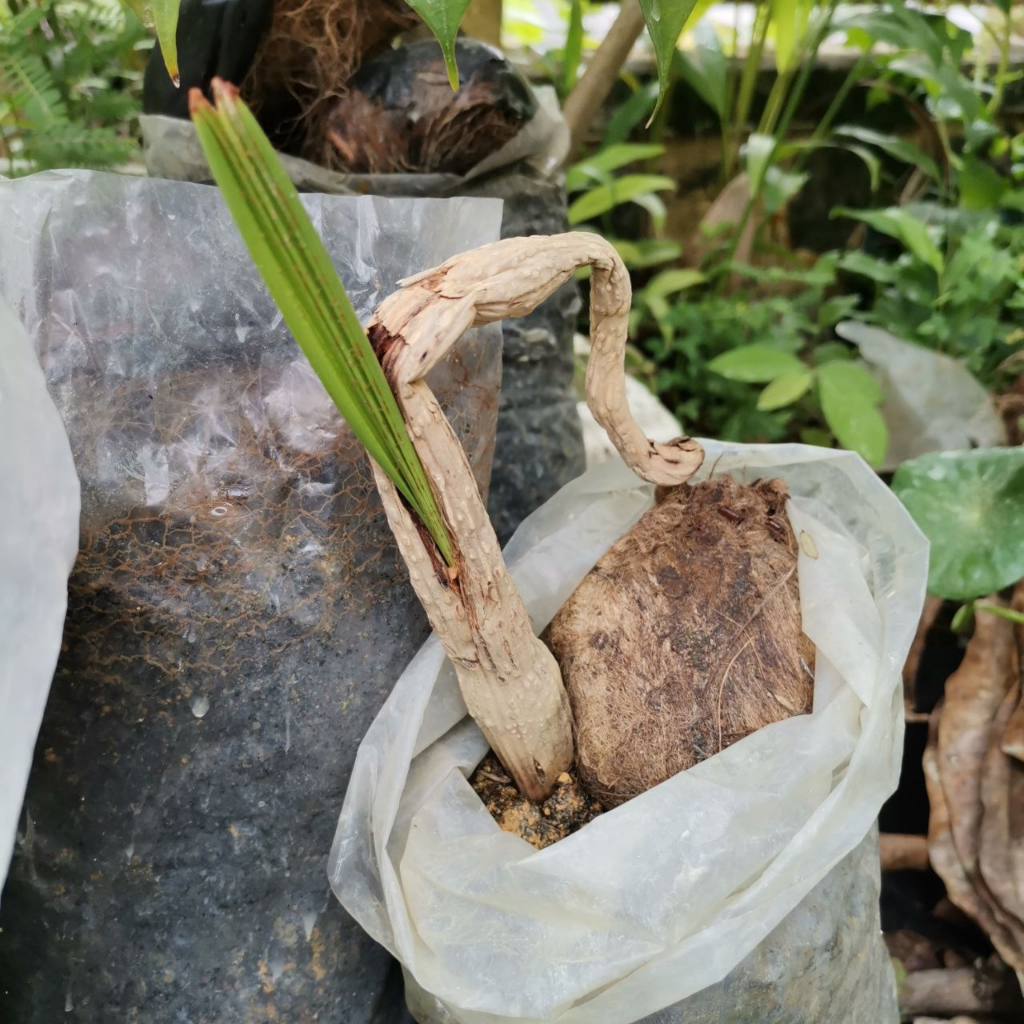 Palmyra palm Tree Sea Coconut Tree Toddy Plam Tree Anak Pokok Kelapa ...