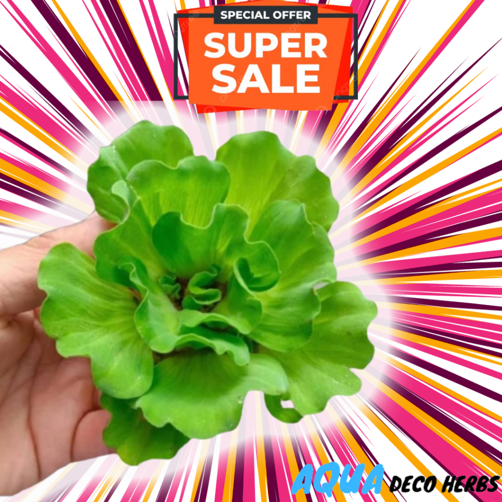 Pokok Air Kiambang Jenis A | Water Lettuce **MINIMUM 6 Pcs PER ORDER ...