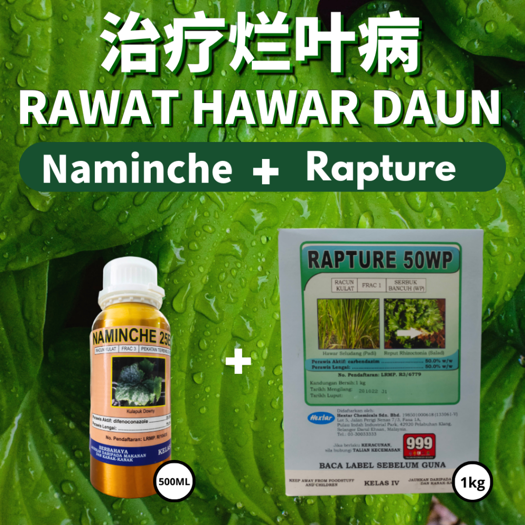 【RAWAT HAWAR DAUN专治叶腐病】PACKAGE - Naminche+Rapture （烂叶病推荐配药）Fungicide ...