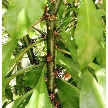 Pokok tujuh duri / pokok bilah tujuh(Anak pokok@keratan batang@Daun ...