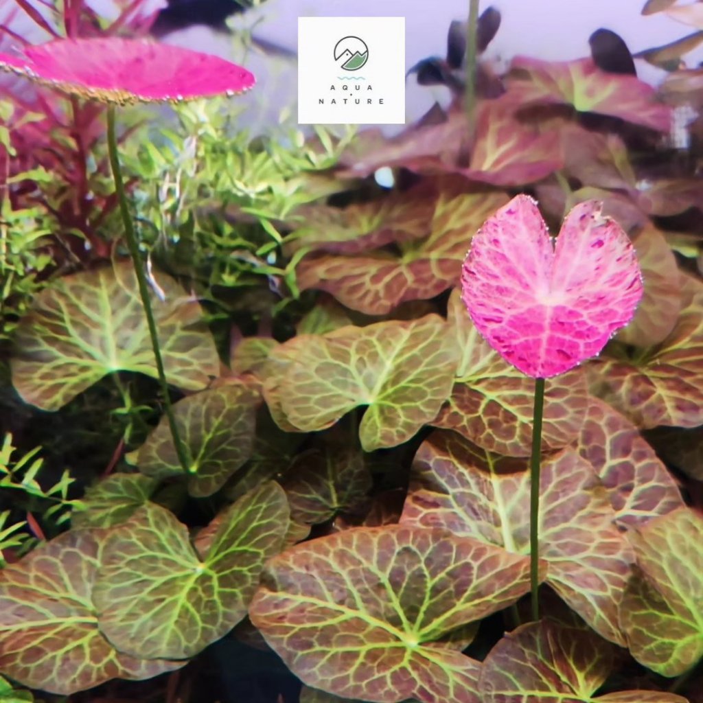 [Aqua Nature] Pink Red Lotus Nymphaea sp Peru-puerto Maldonado Peru ...