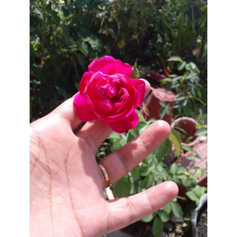 Anak Pokok Mawar Kampung Warna pink pekat | Shopee Malaysia