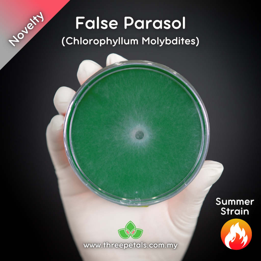 False Parasol (Chlorophyllum Molybdites) Live Mycelium Mushroom Culture ...