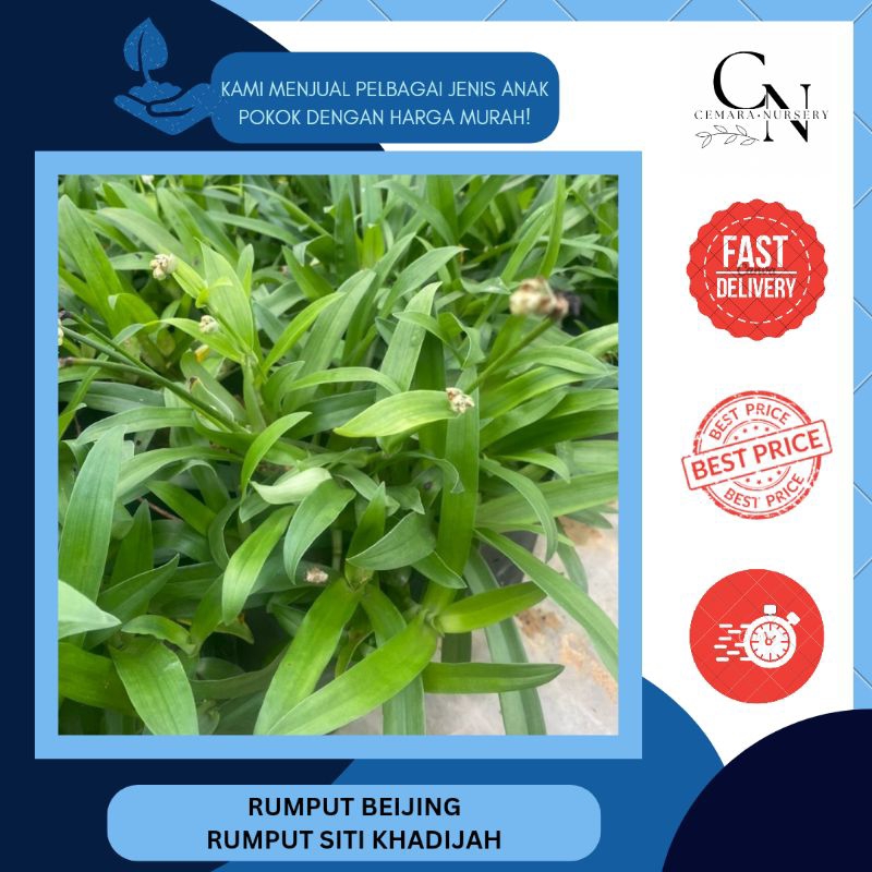 Cemara Nursery || Rumput Siti Khadijah/Rumput Beijing | Shopee Malaysia