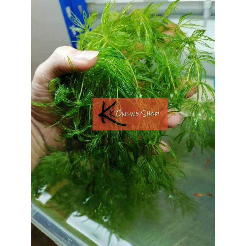 Pokok Hornwort/Water Plant/Aquarium Plant/Tumbuhan Akuarium/Pokok Air🌱 ...