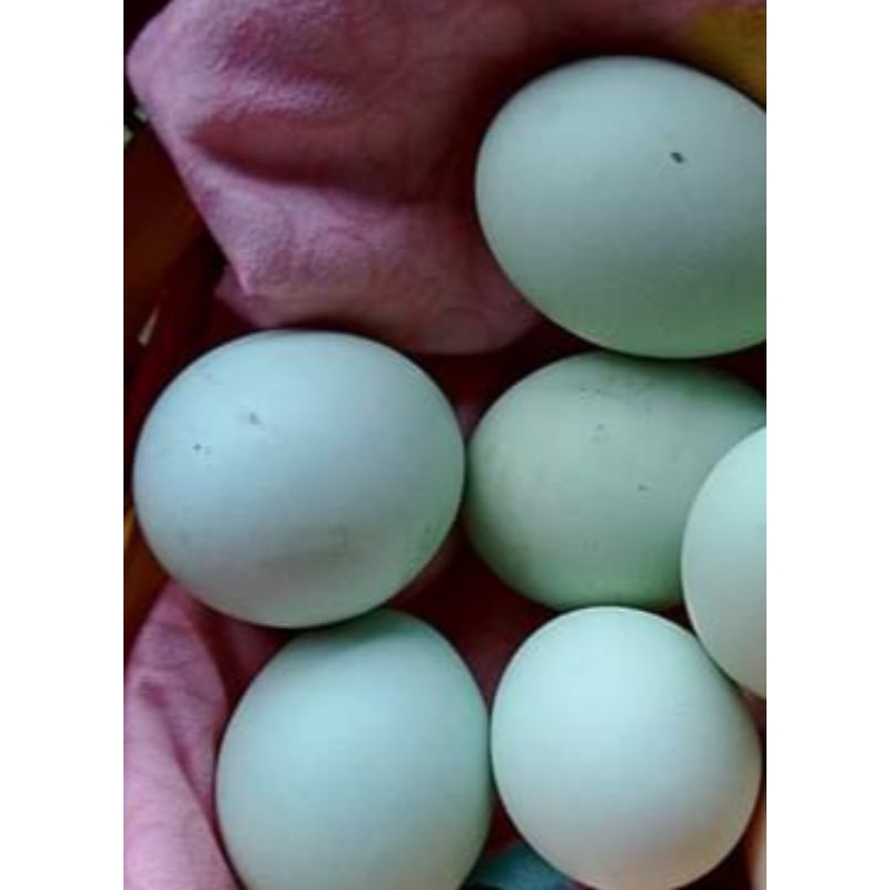 Telur Ayam Ameraucana Berbenih Untuk Menetas ( 5 Biji ) | Shopee Malaysia