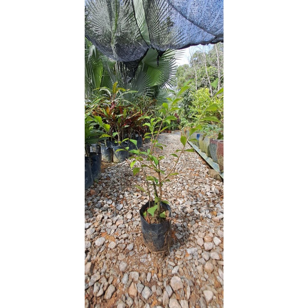 [LIVE PLANT] Acalypha siamensis/ Wild tea/ dalam polibeg (sila baca ...