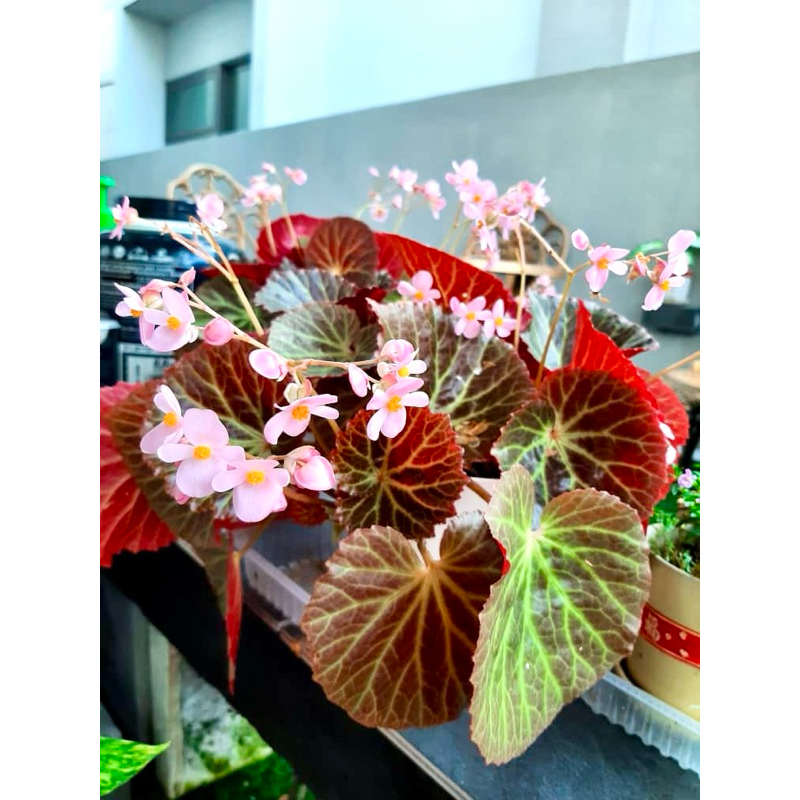 begonia /Asam batu / FloweringBegonia/ Pokok asam batu /秋海棠 | Shopee ...