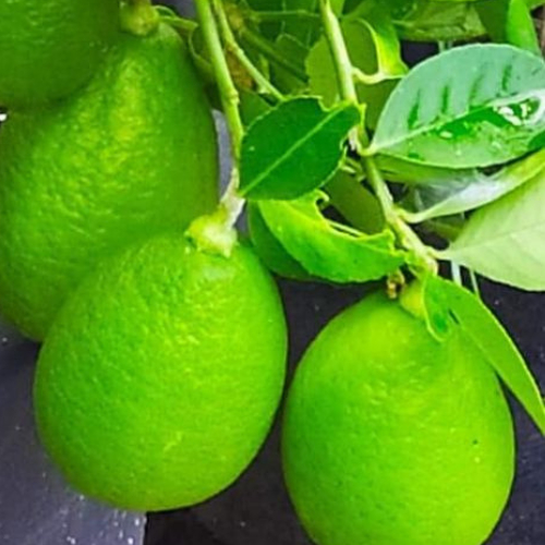 Pokok lemon Cepat Barbuah / Anak Pokok / Lemon Tut / Polybag(8X8 ...