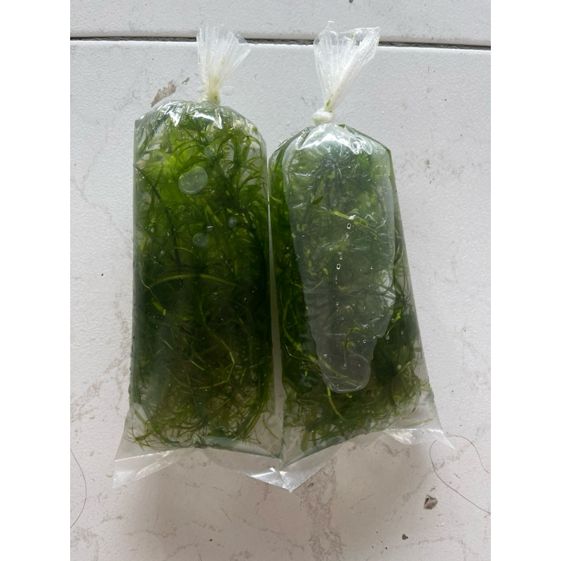 Egeria Densa (Hydrilla) 蜈蚣草 - aquarium aqua plant HYDRILLA RUMPAI AIR ...