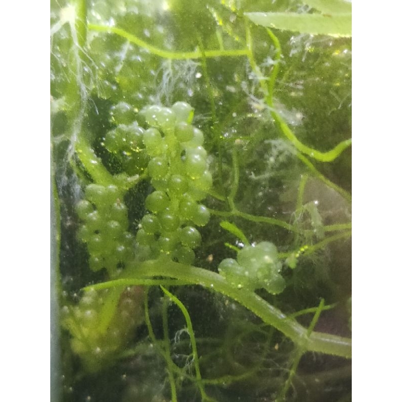 Grape macro algae (reef ,marine)macroalgae "Caulerpa lentillifera ...