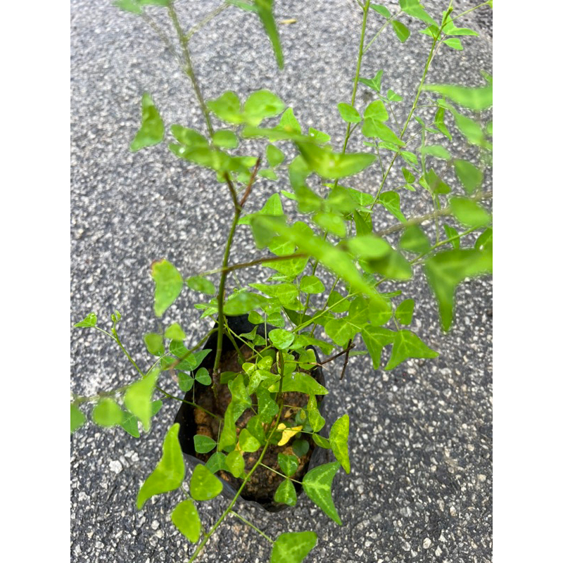 Rama-rama Hijau / Daun Rerama | Shopee Malaysia