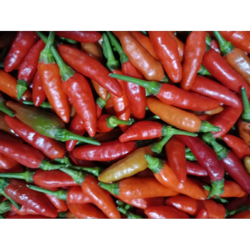 Cili padi cili fresh kampung cili masak merah | Shopee Malaysia