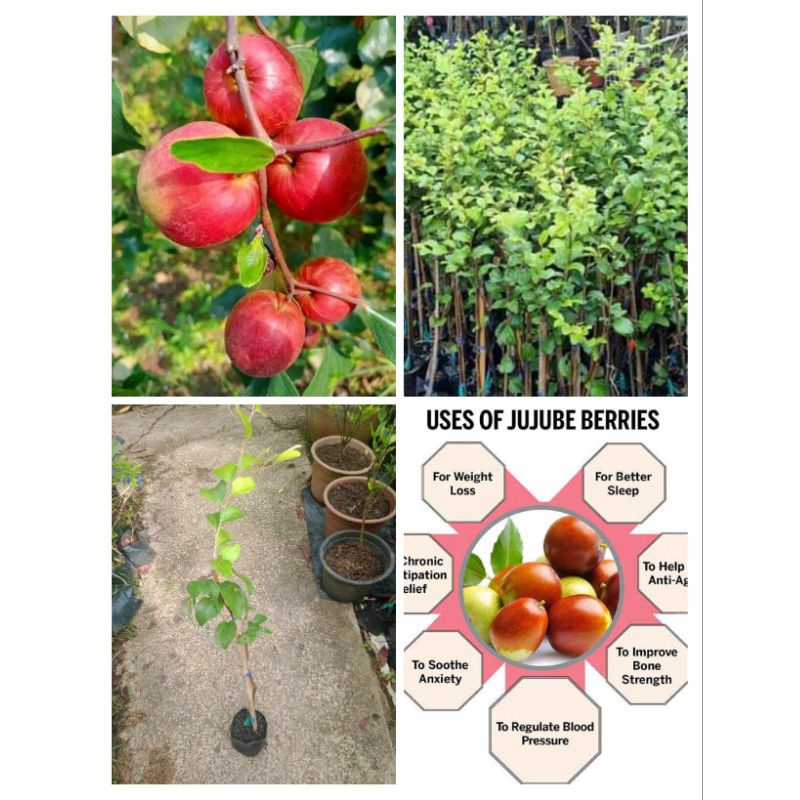 KKB Pokok Bidara Merah, Indian Ber Red Jujube, Ziziphus Mauritiana ...