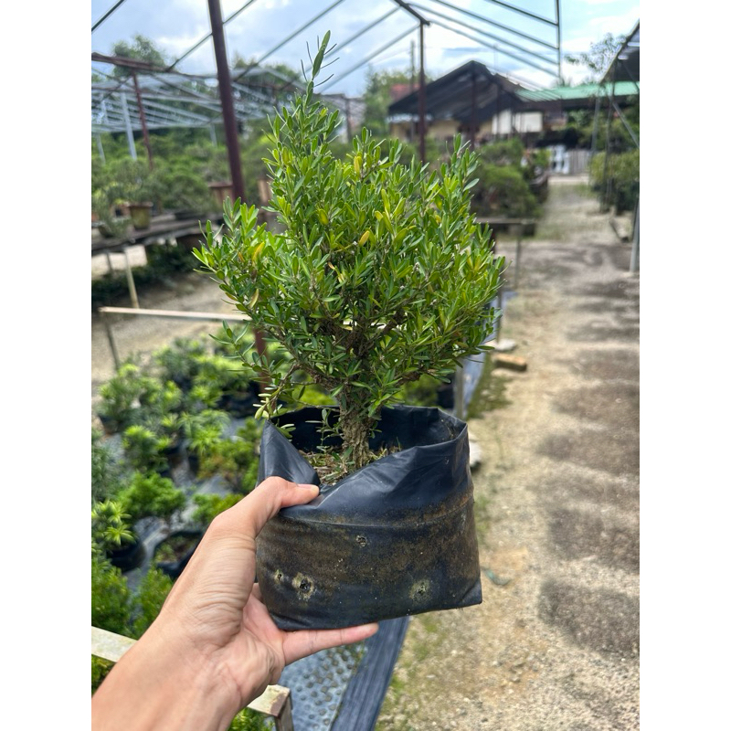 Buxus, Kayu Buruk for Bonsai 黄杨 盆栽 盆景 | Shopee Malaysia