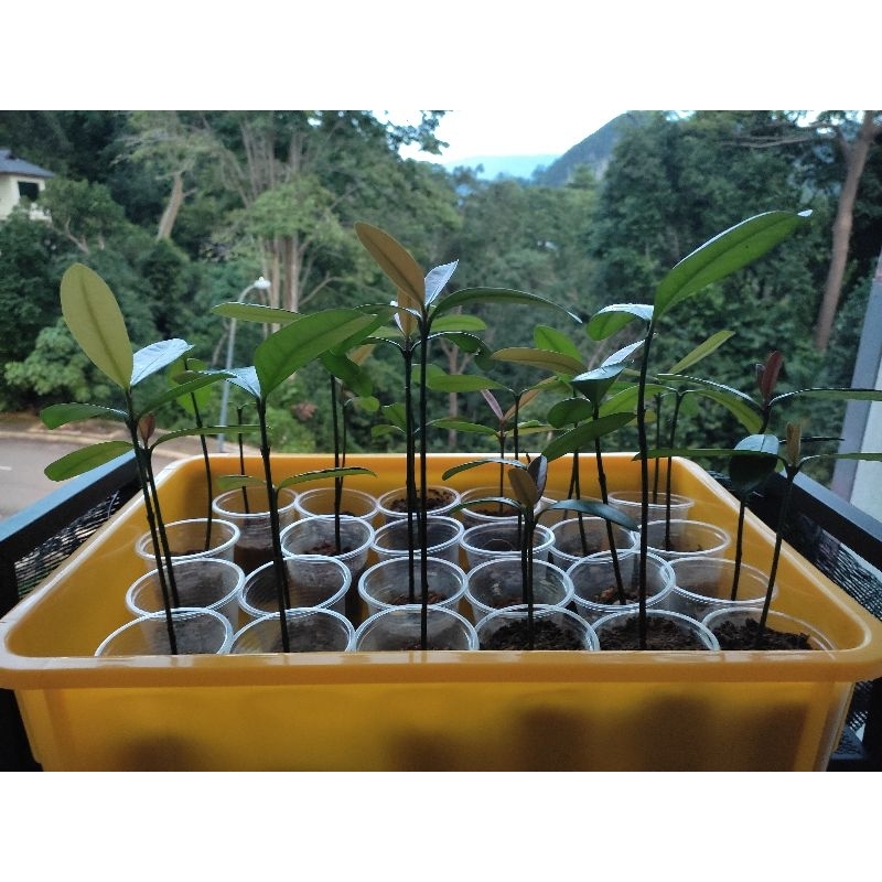 Garcinia Subelliptica/Happiness Tree/Fukugi Tree | Shopee Malaysia